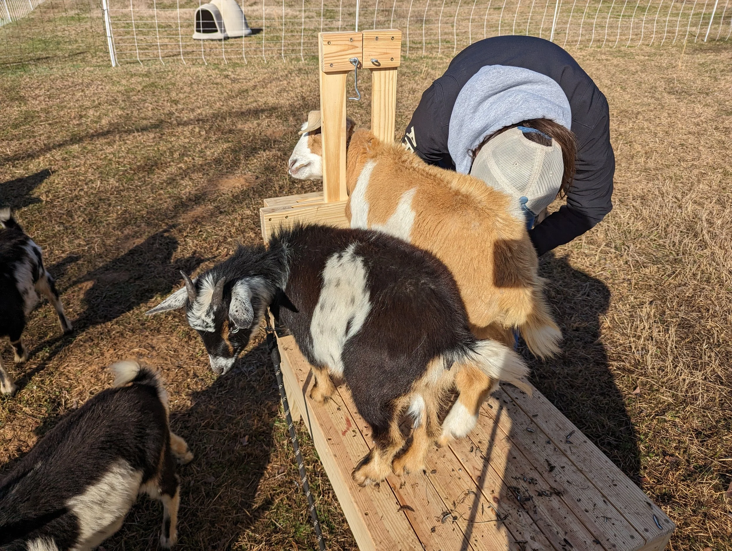 Portable goat stand — ScreamingGoatsWoodworks