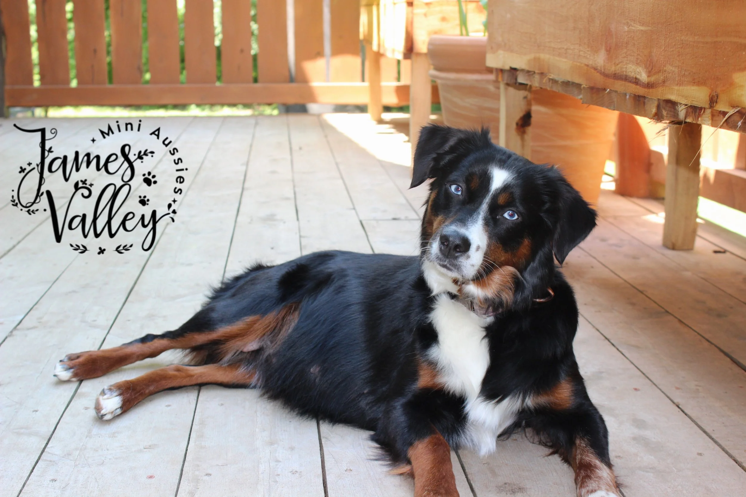Our Adults — James Valley Mini Aussies