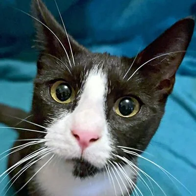 The Cat Sanctuary Australia