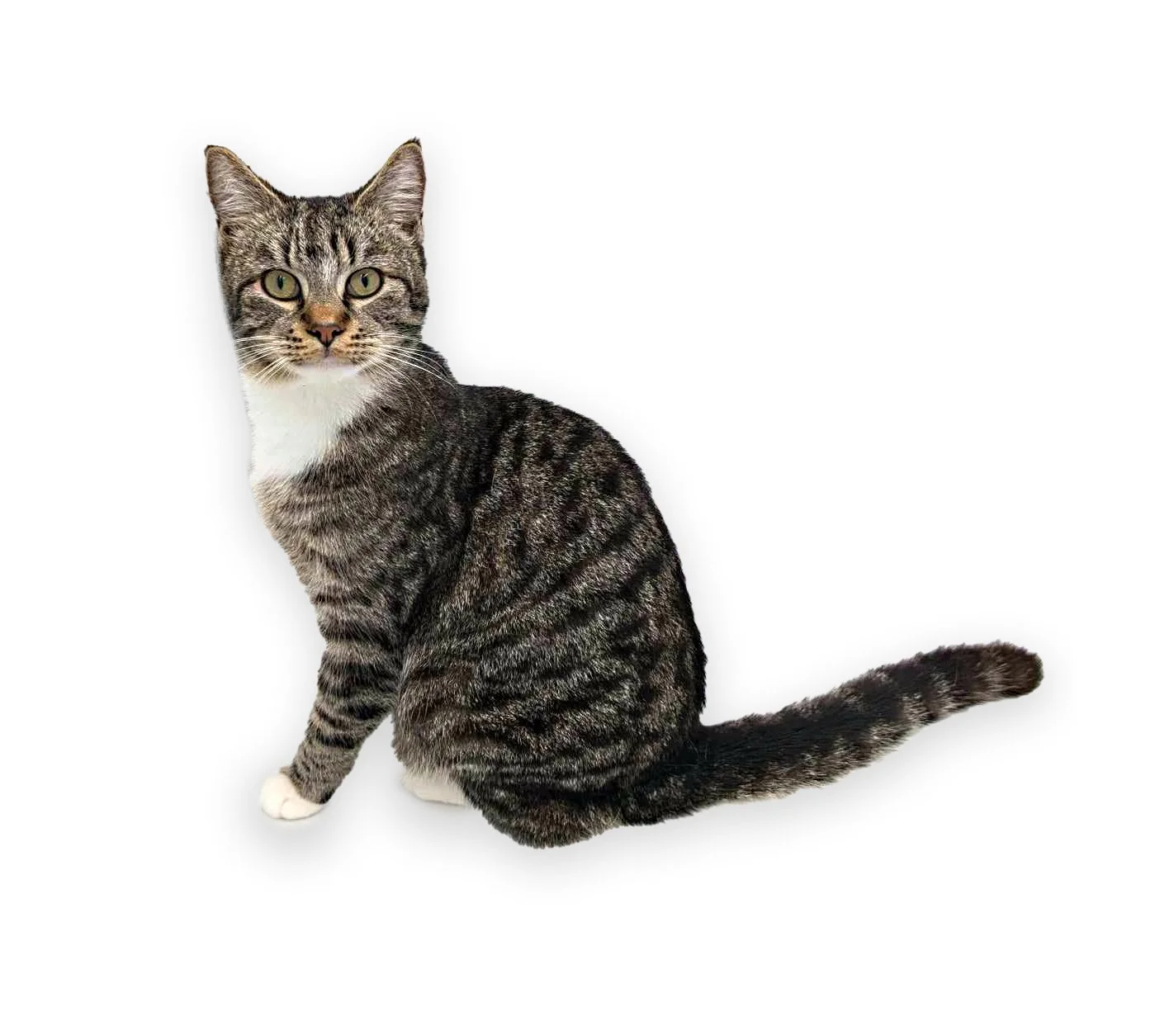 The Cat Sanctuary Australia