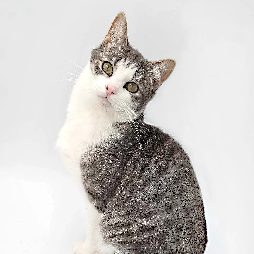 The Cat Sanctuary Australia