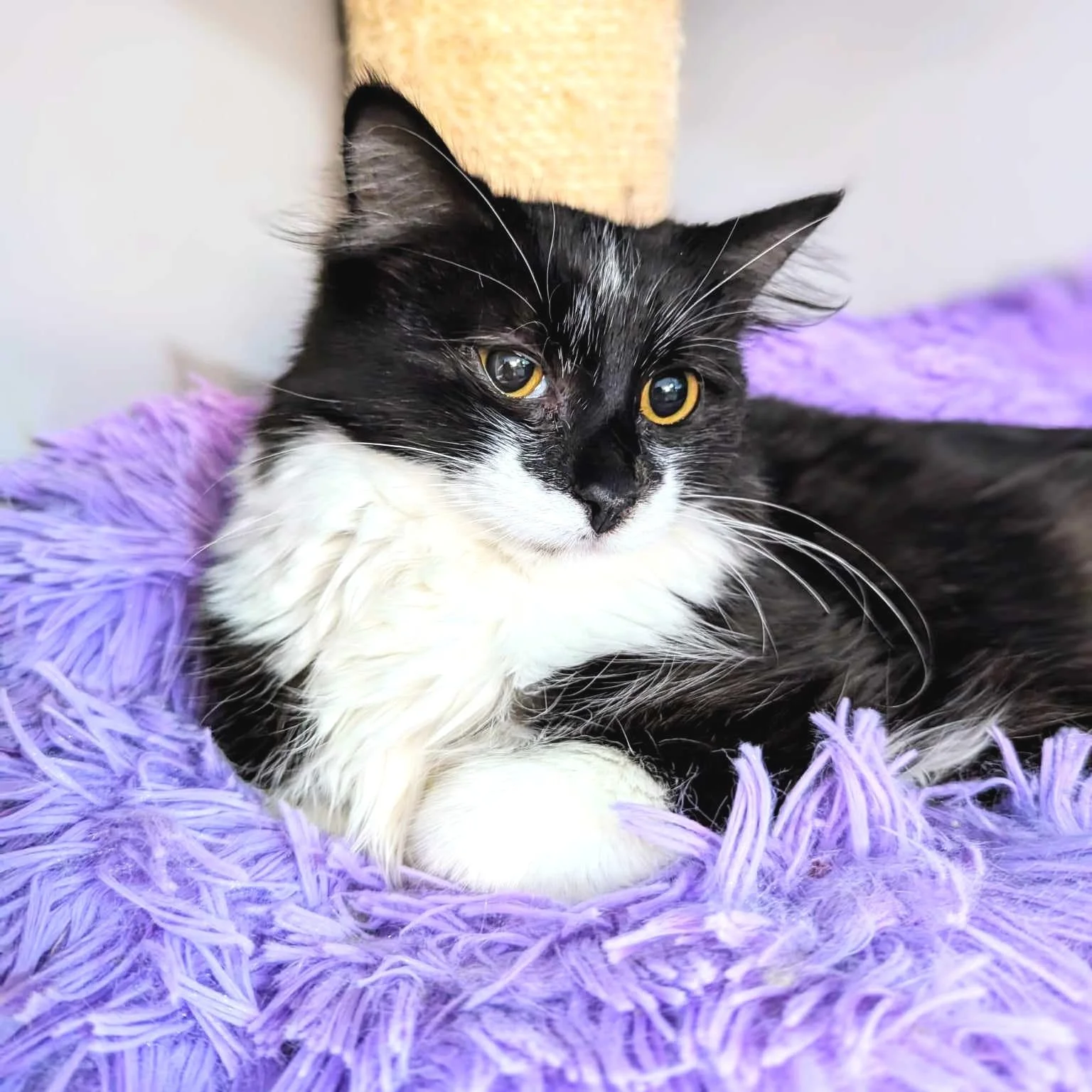 The Cat Sanctuary Australia