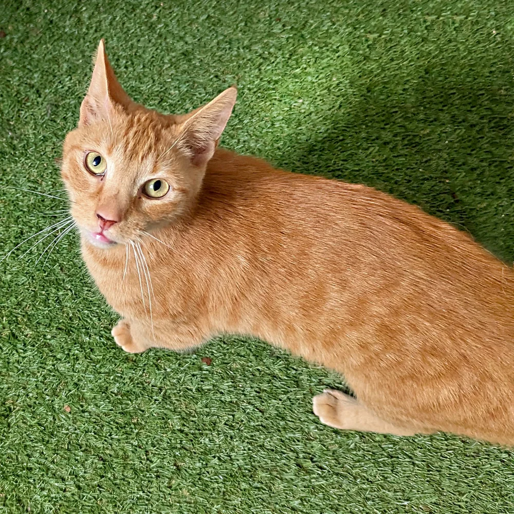 The Cat Sanctuary Australia