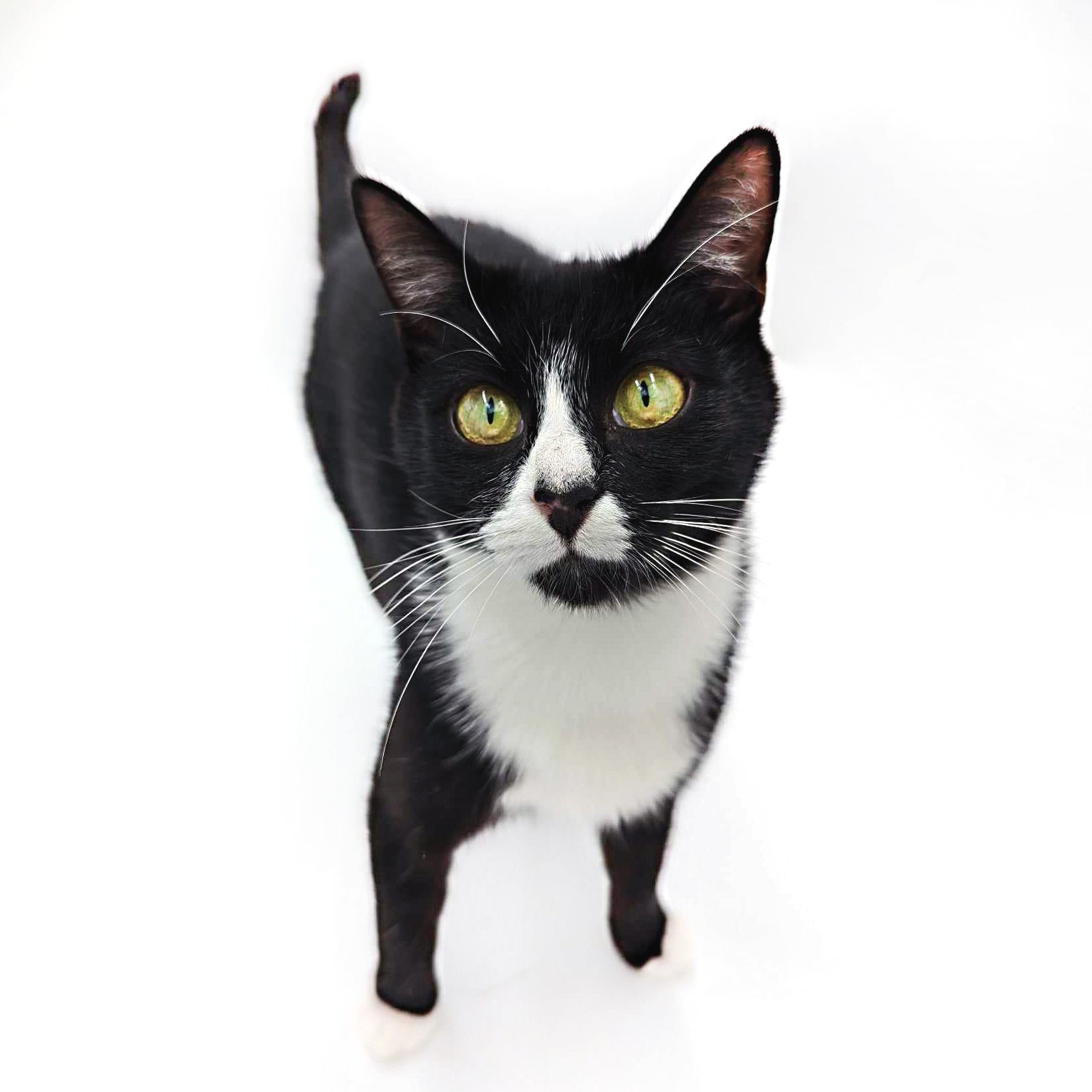 The Cat Sanctuary Australia