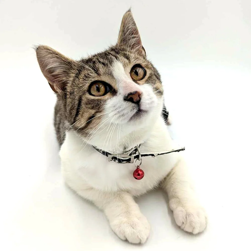 The Cat Sanctuary Australia