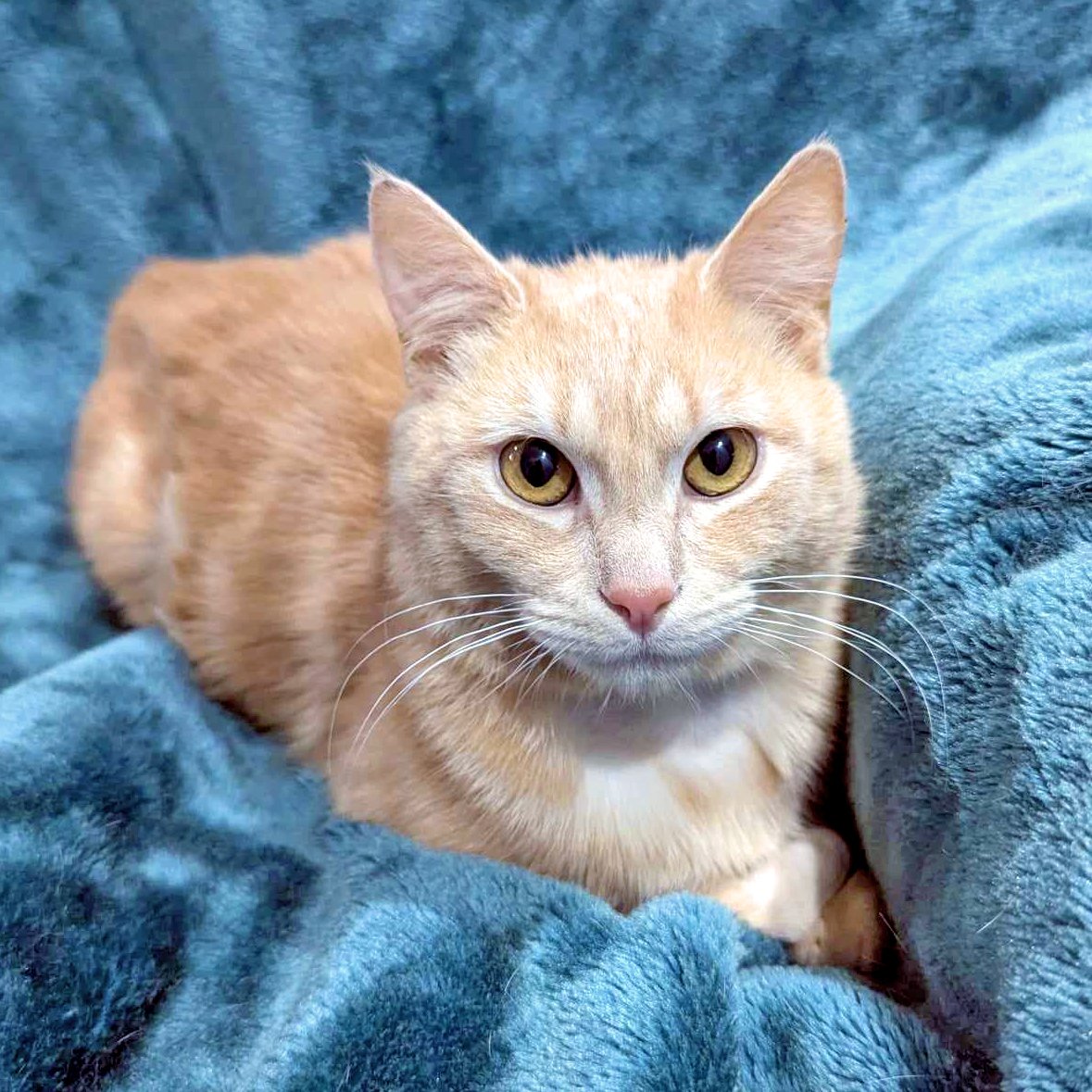 The Cat Sanctuary Australia