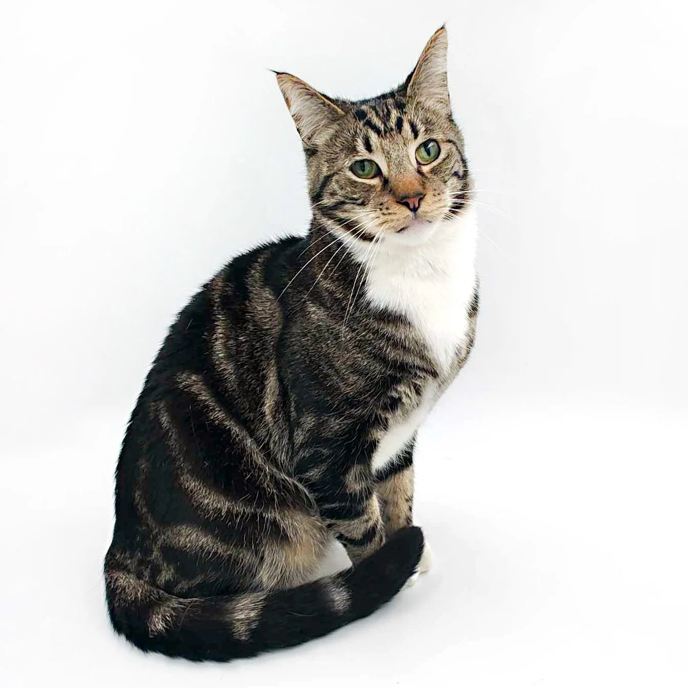 The Cat Sanctuary Australia