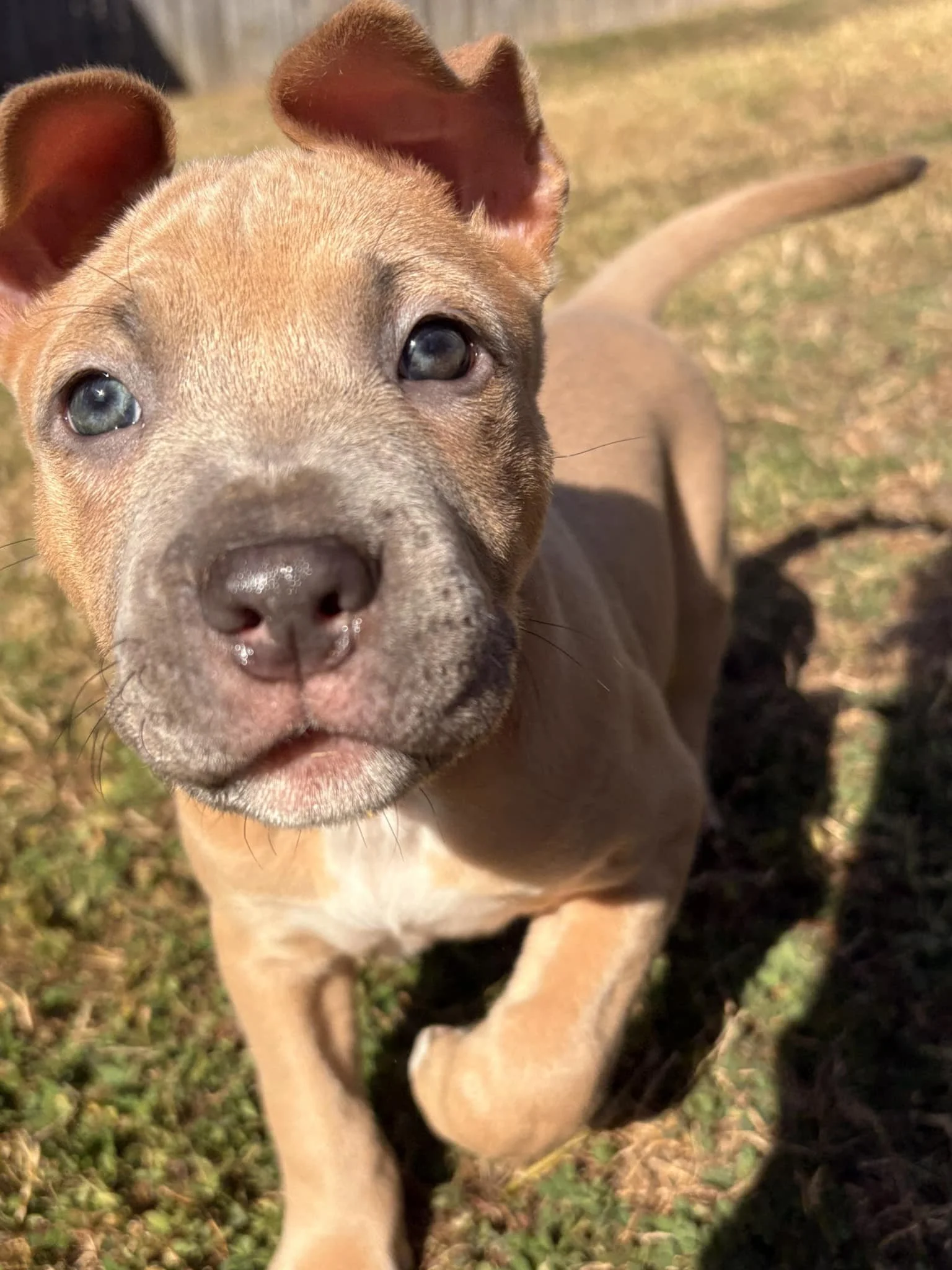 Safe Haven Animal Rescue Inc.