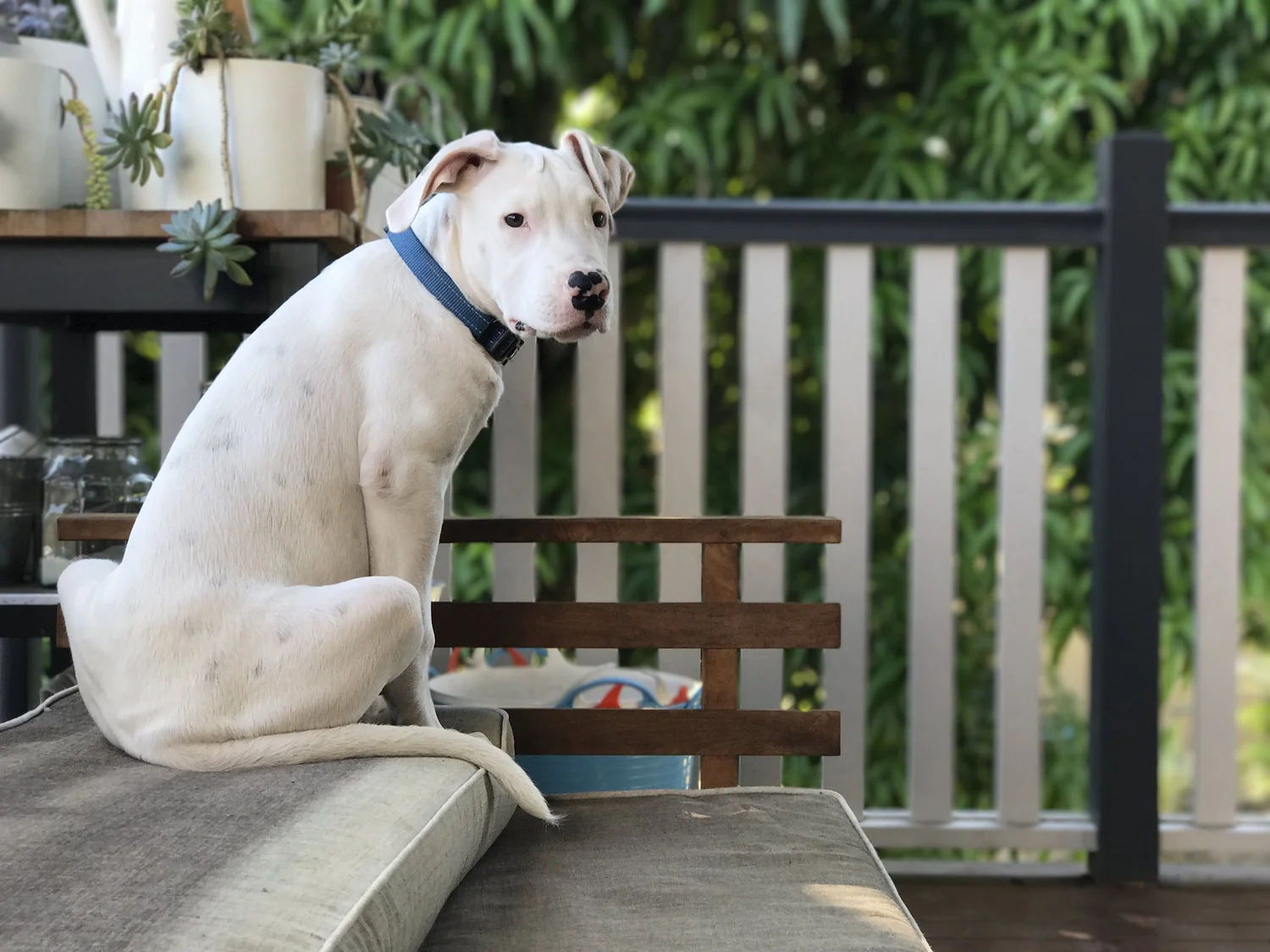 Safe Haven Animal Rescue Inc.