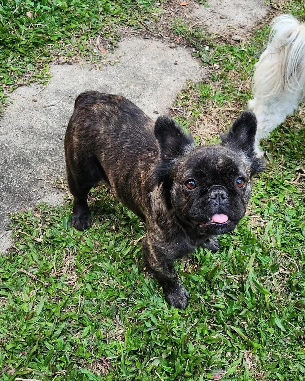 General 2 — Safe Haven Animal Rescue Inc.