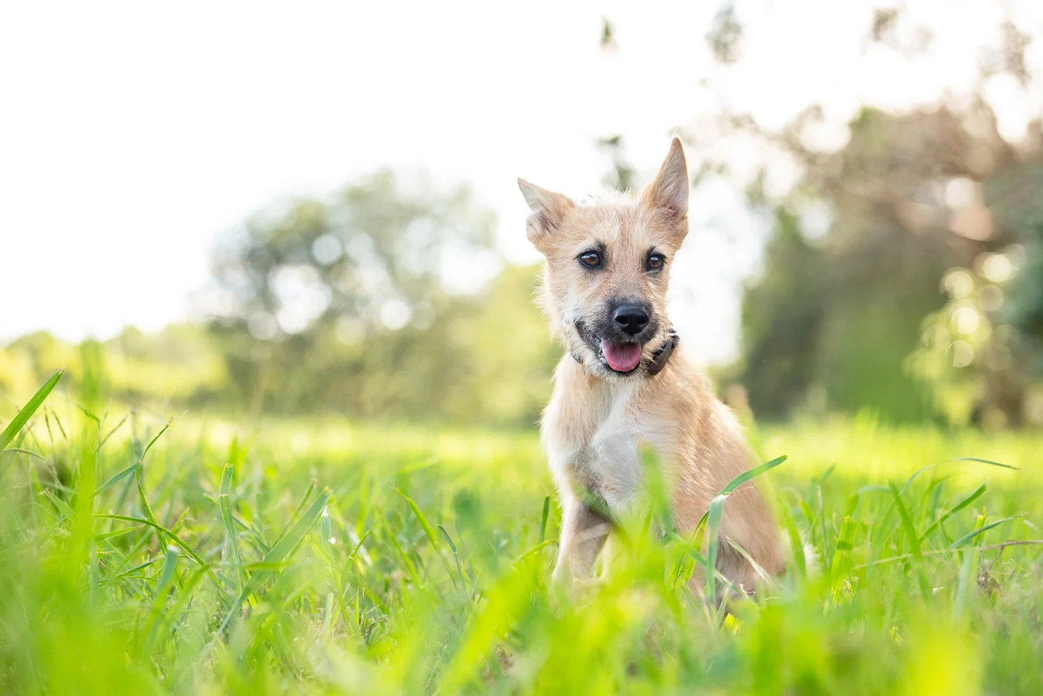 Dogs & Puppies — Safe Haven Animal Rescue Inc.