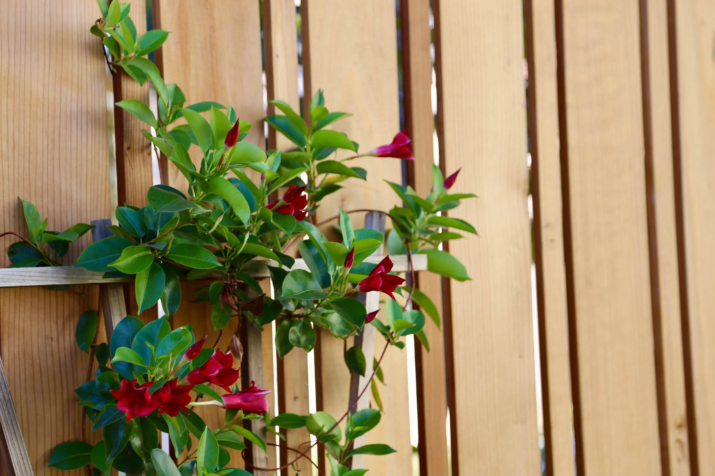 Beautiful Fence Projects By Berkeley Design Build Contractor — North ...