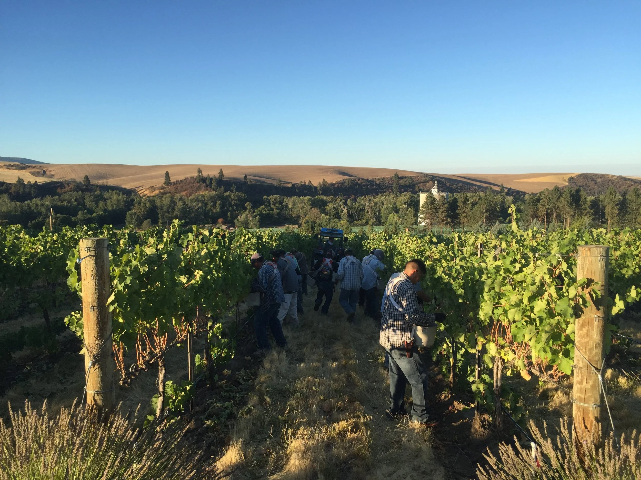 Experience — FIGGINS Winery