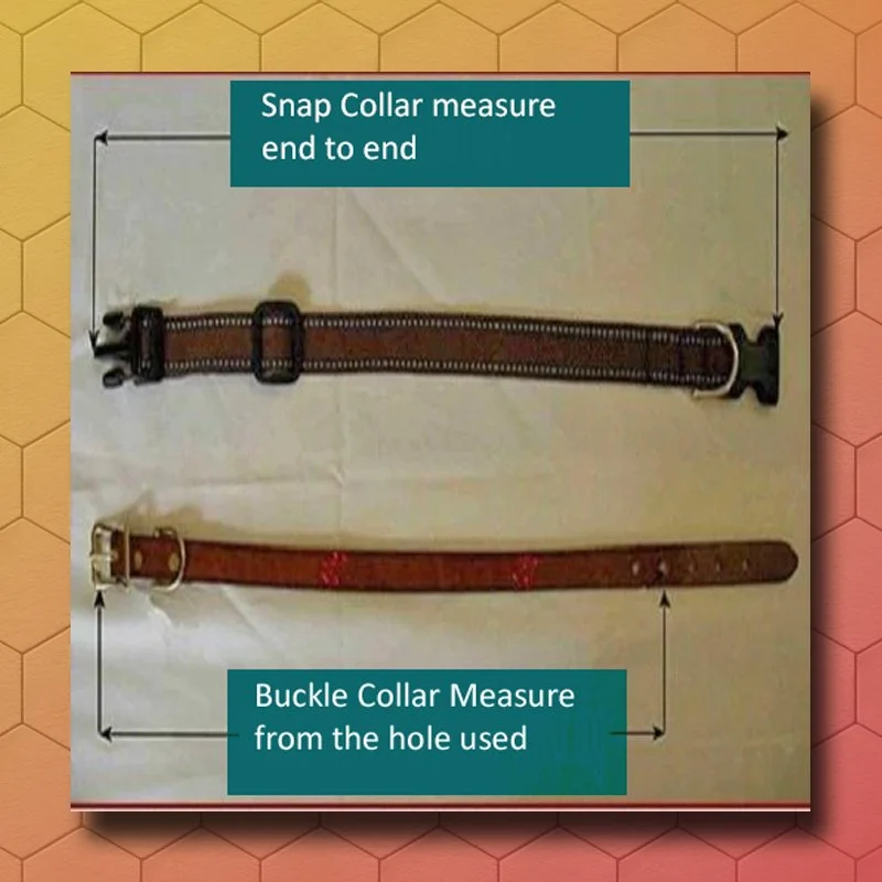 Chrome Snake Chain Dog Show Collar — Paws and Tails