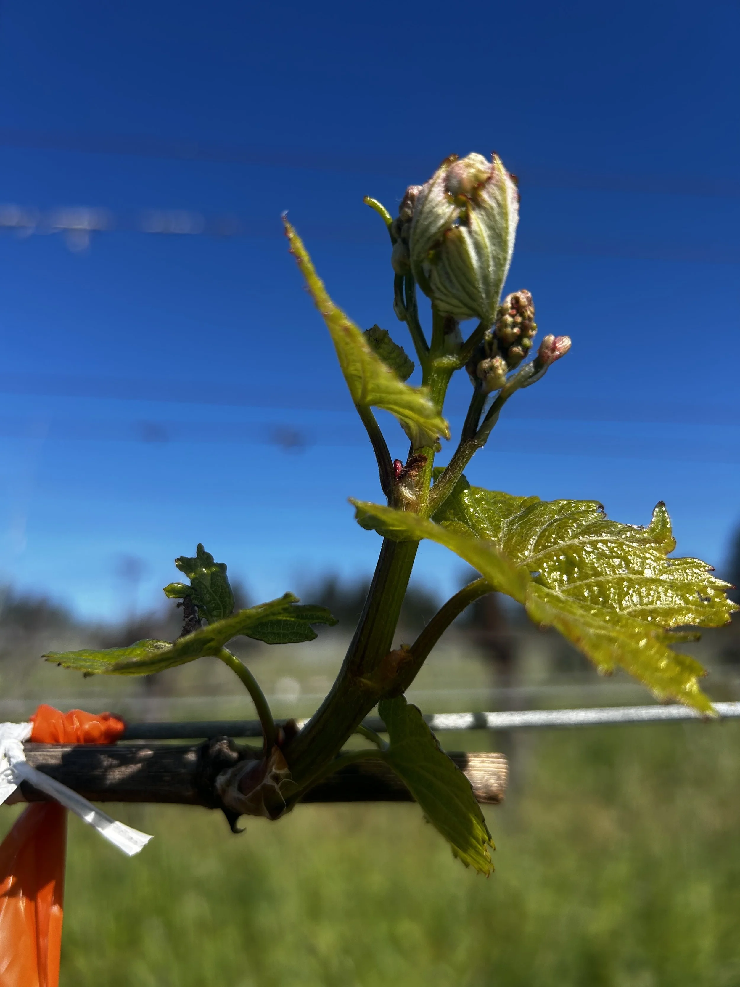 Budbreak at Walker Hill Vineyard | Russian River Valley Chardonnay ...