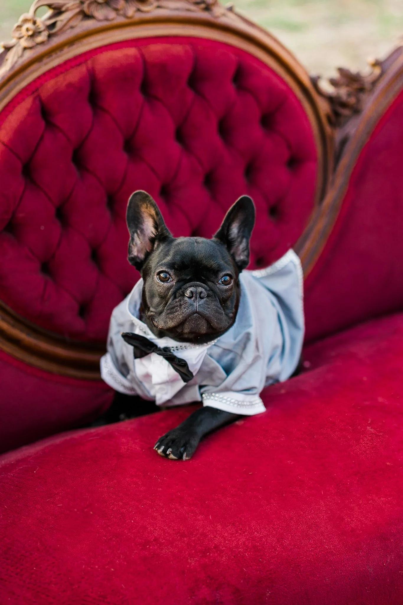 Pet Royalty — Krewe of Barkus and Meoux