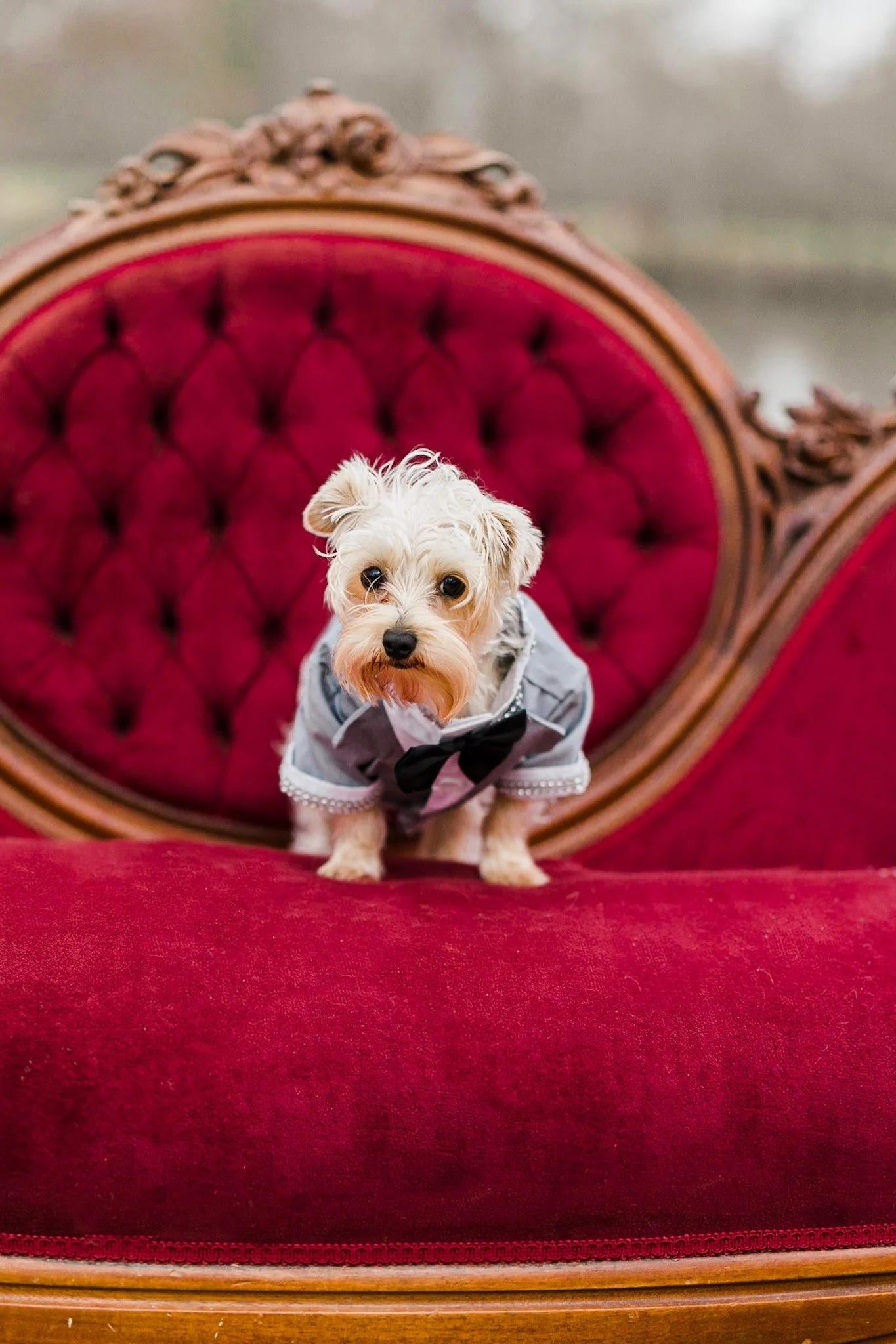 Pet Royalty — Krewe of Barkus and Meoux