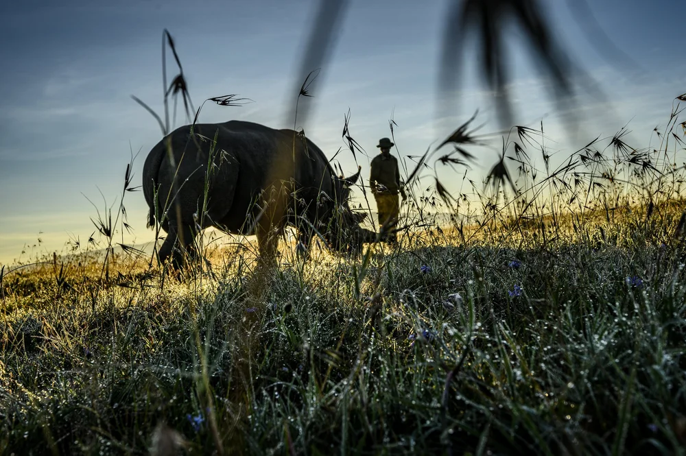 Stop Extinction - Partners — Rewind Rhino Extinction