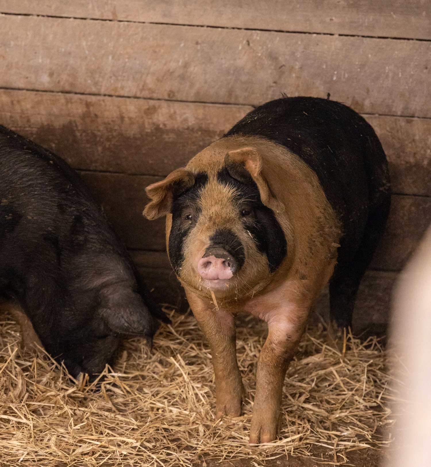 740 Meats & More | Pasture-Raised Beef | Pork & Poultry | Fresh Produce ...