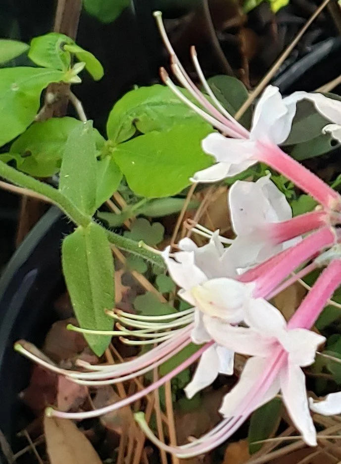 Pinxter Azalea — Rewild Nursery