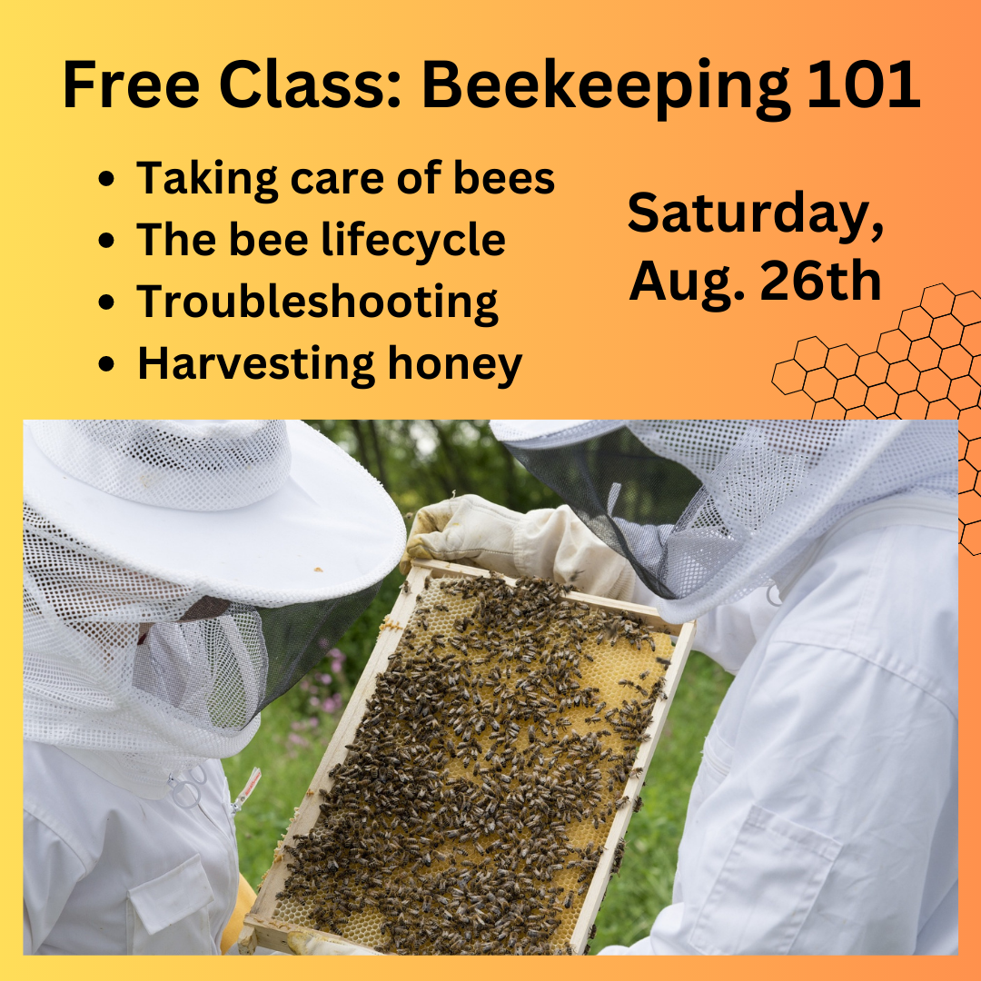 Beekeeping 101: Taking care of bees! — Shark Garden