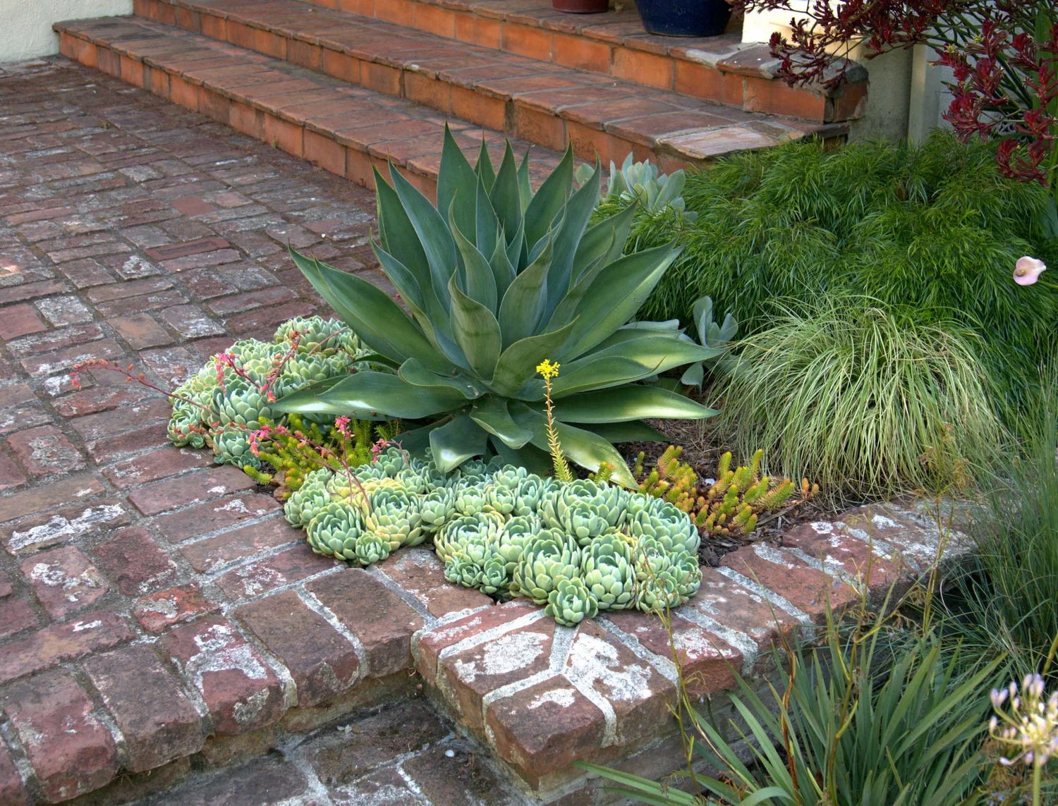 Spanish Revival — Plant Stars