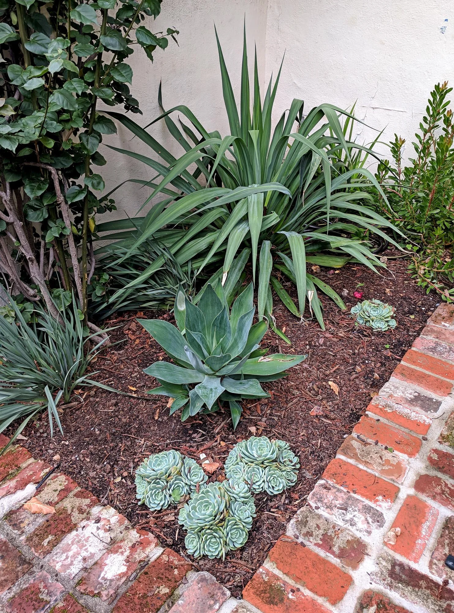 Spanish Revival — Plant Stars