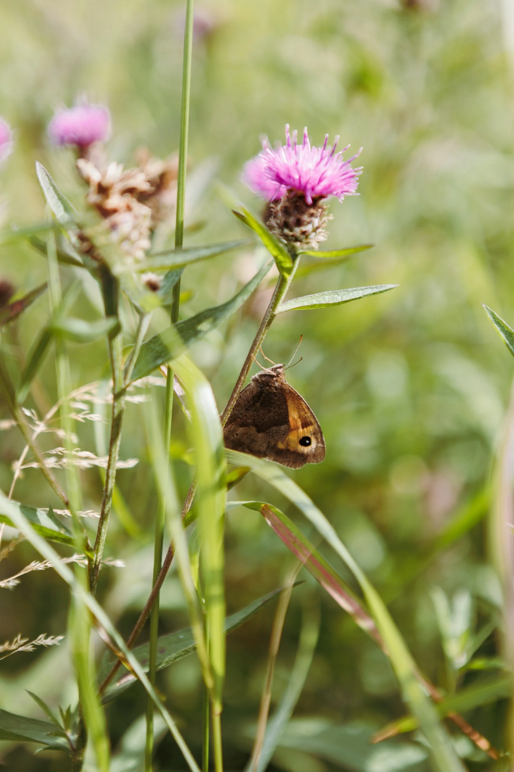 STARTING WITH MOTHS- AN INTRODUCTION TO MOTH TRAPPING AND RECORDING ...