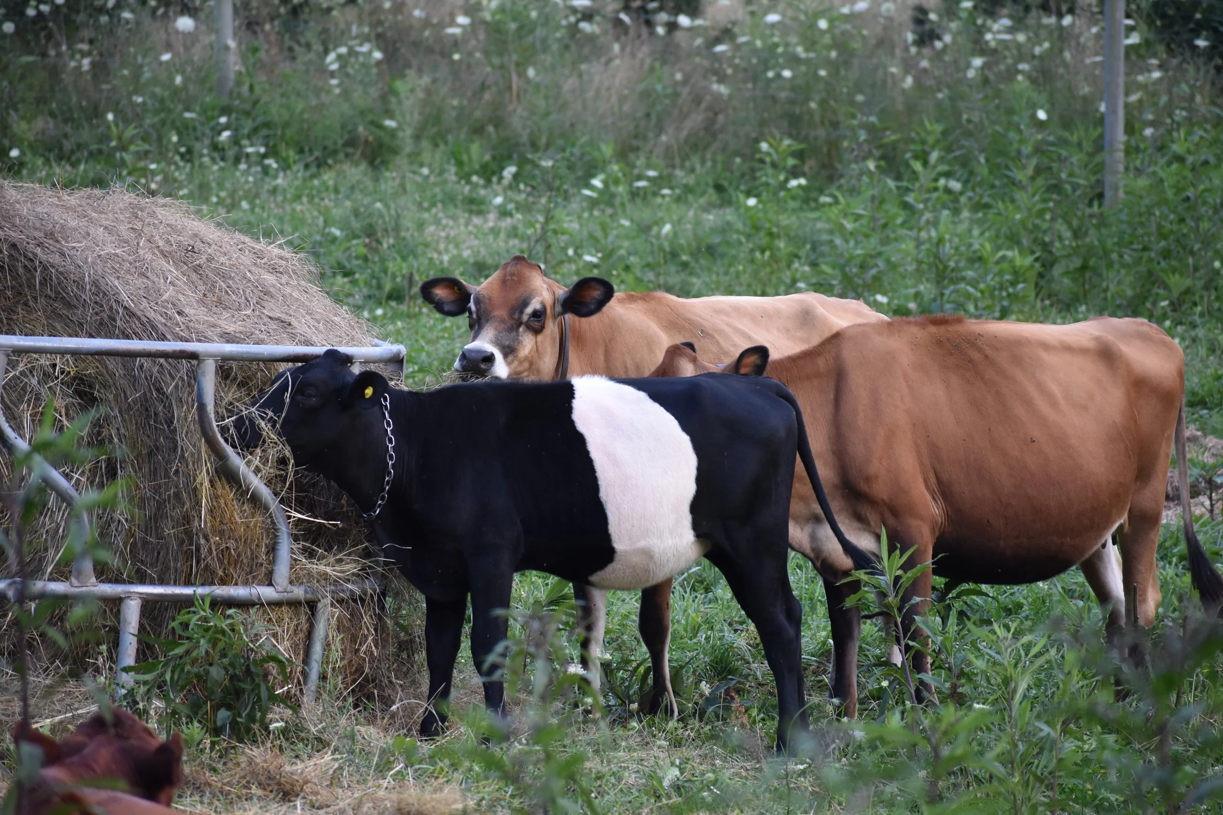 Twin Springs Creamery
