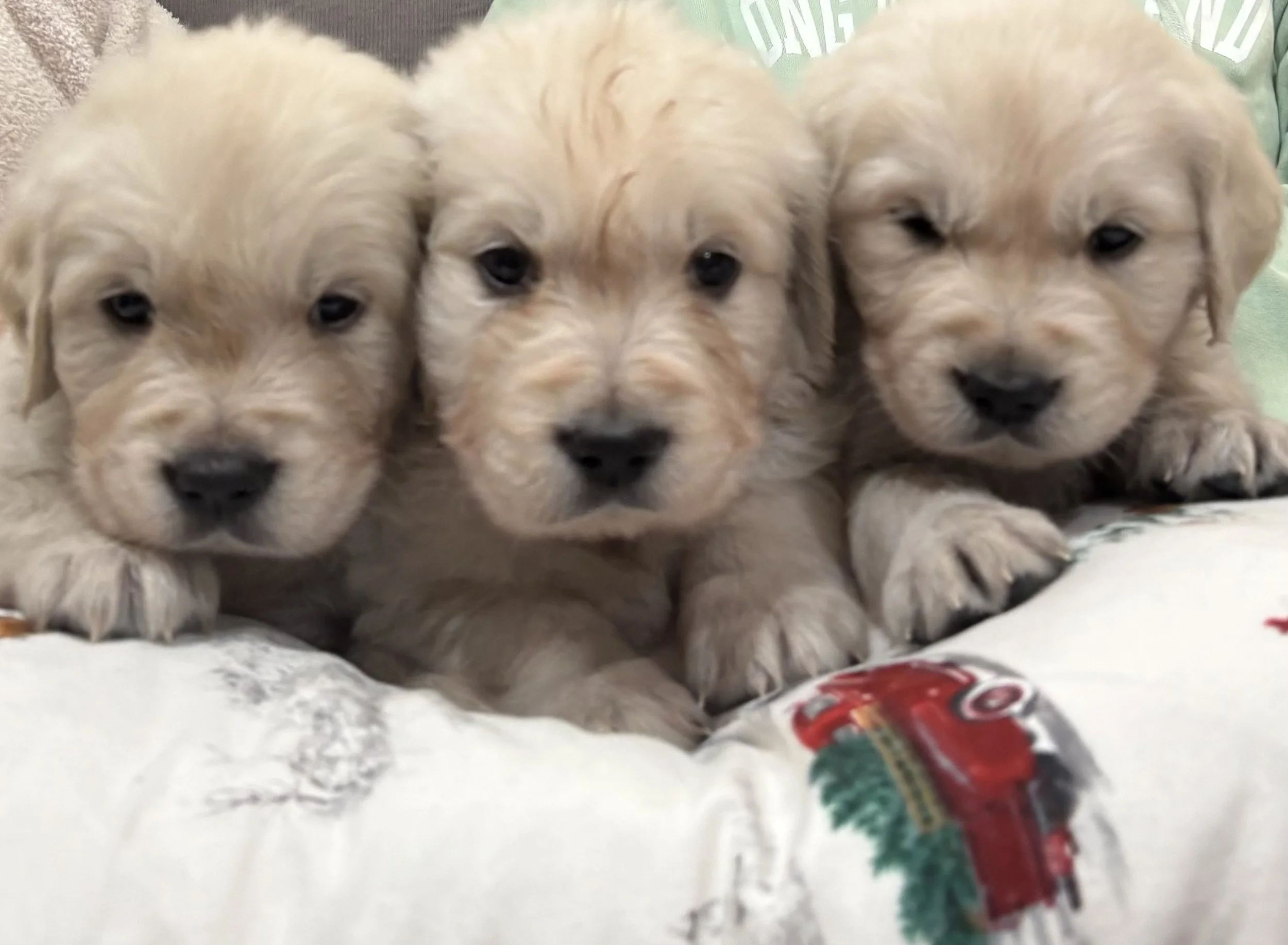 WestGate Goldens