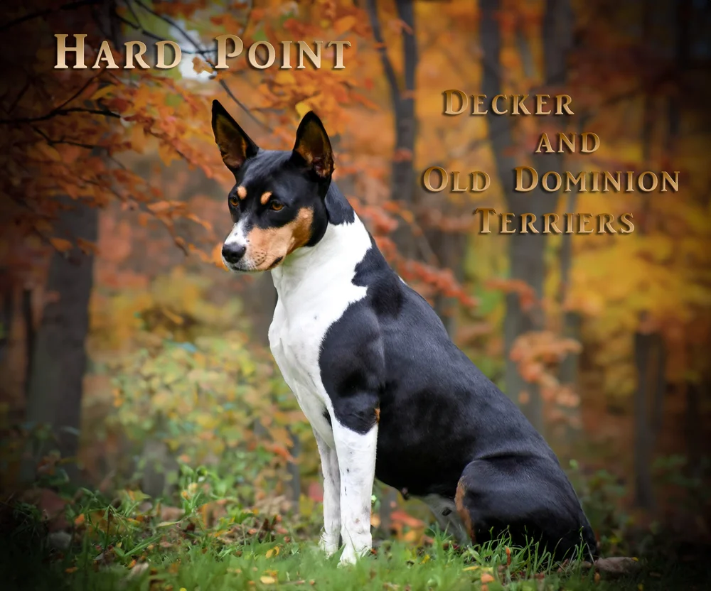 Hard Point Decker and Old Dominion Terriers