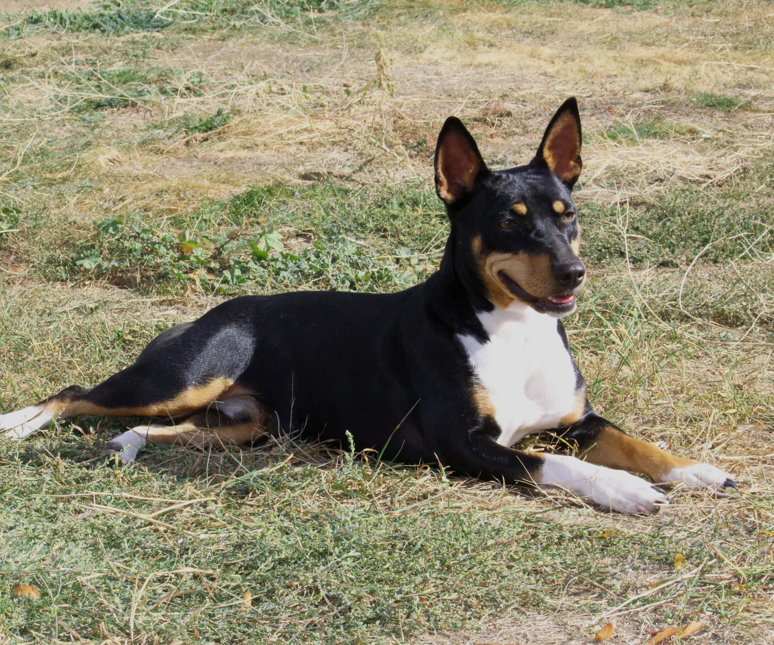 Hard Point Decker and Old Dominion Terriers