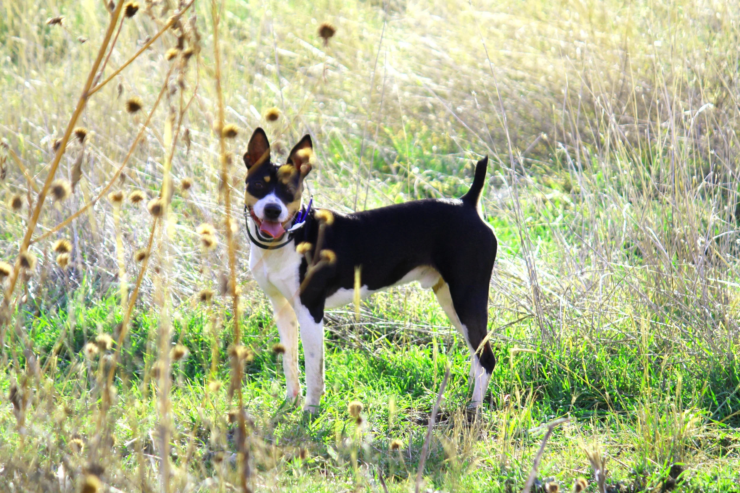 Hard Point Decker and Old Dominion Terriers