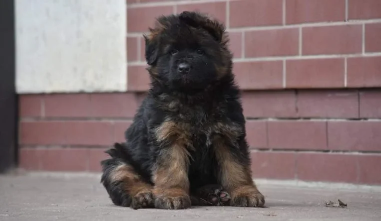 Vom Eistobel Long-Haired German Shepherds | Discover Your Loyal ...