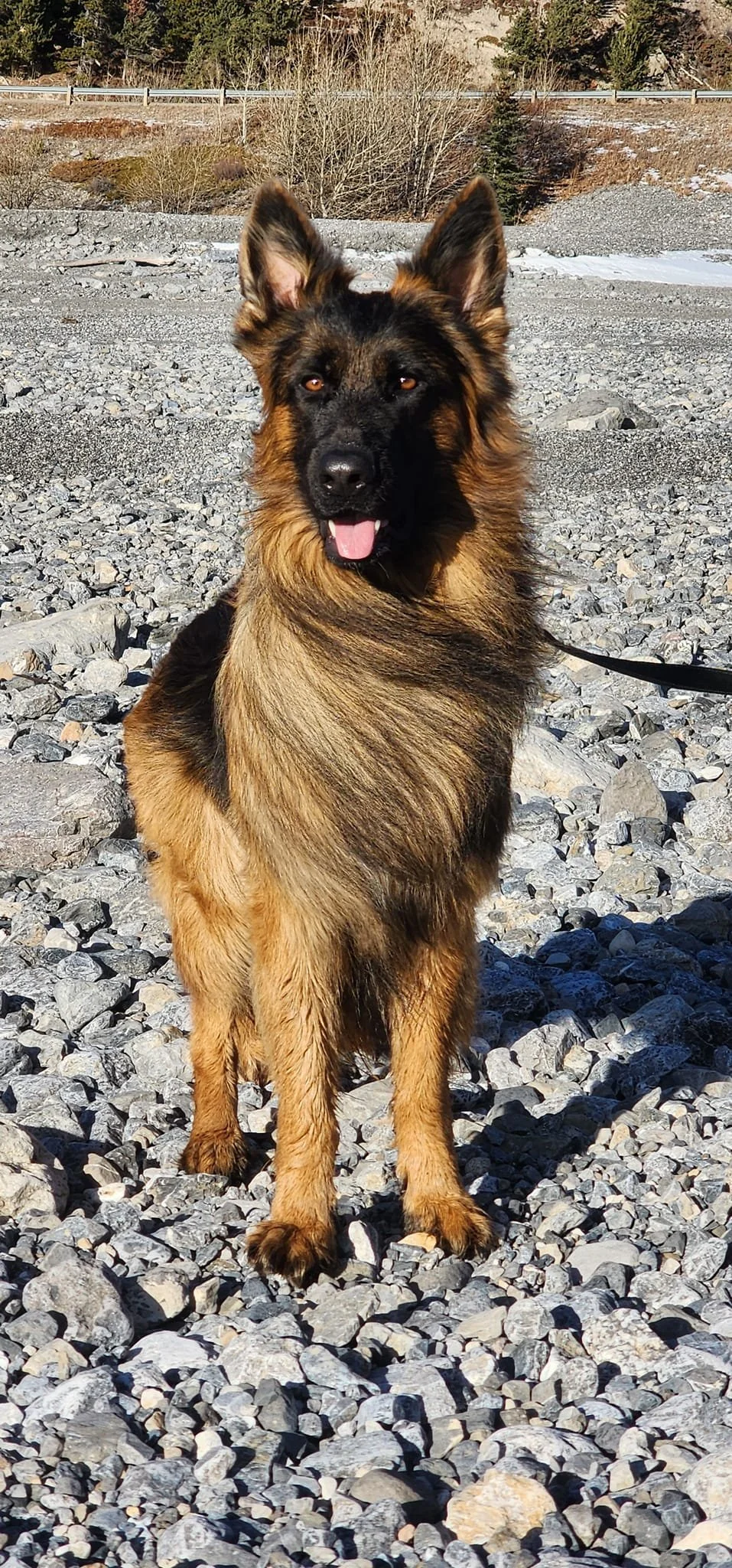 Gallery | Explore Our Pet Gallery Today — Vom Eistobel