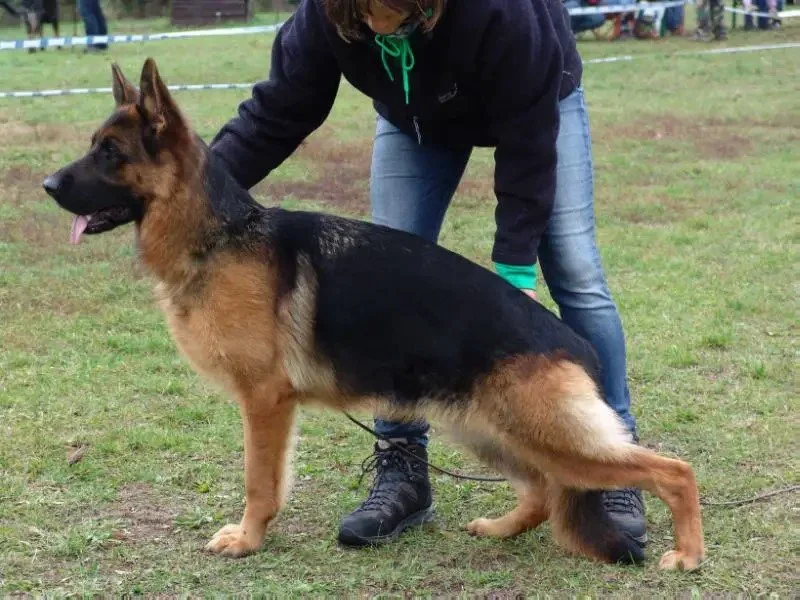 Carmen Vom Ermeland | Discover Loyal German Shepherds — Vom Eistobel ...
