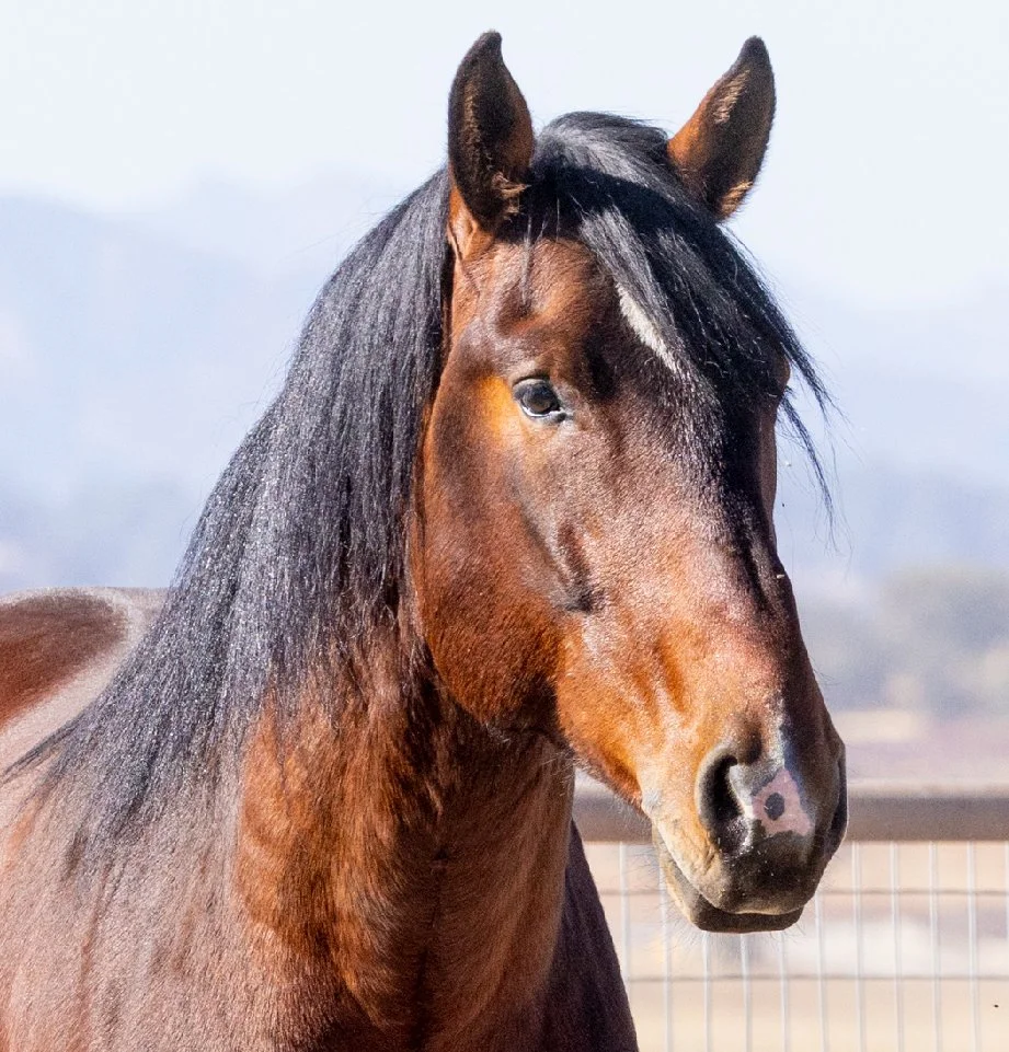 Stallion Station — Making Pegasus - Horse Breeding x Cross Breeding ...