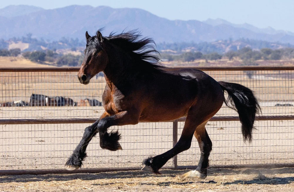 Michelangelo - Stallion 1/2 Friesian x 1/2 Cydesdale — Making Pegasus ...