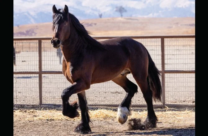 Michelangelo - Stallion 1/2 Friesian x 1/2 Cydesdale — Making Pegasus ...