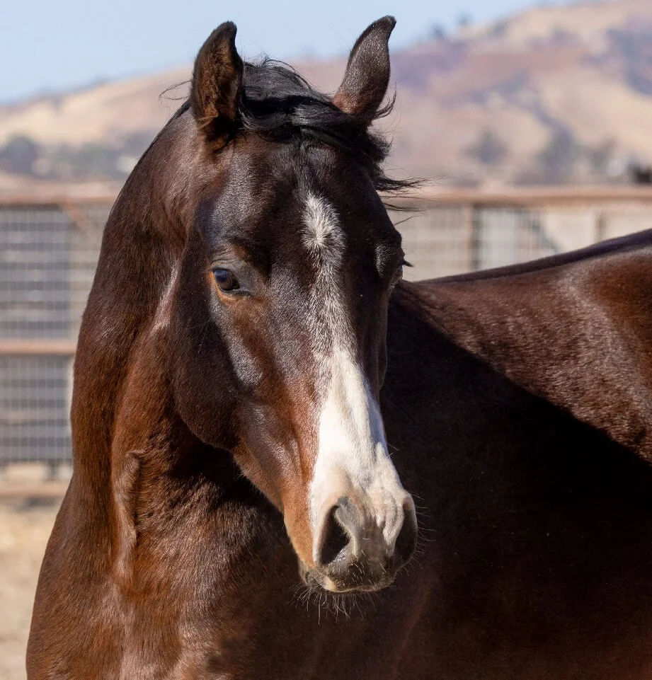 Stallion Station — Making Pegasus - Horse Breeding x Cross Breeding ...