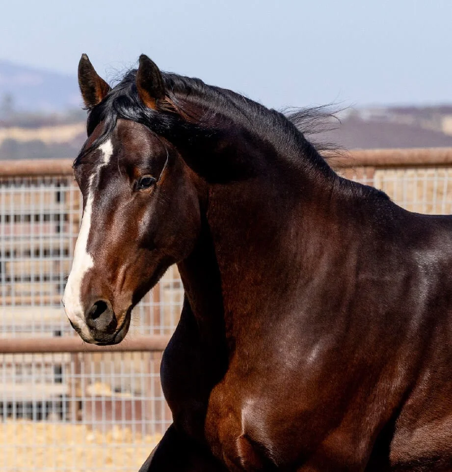 Stallion Station — Making Pegasus - Horse Breeding x Cross Breeding ...