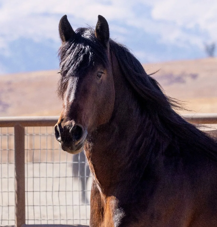 Stallion Station — Making Pegasus - Horse Breeding x Cross Breeding ...