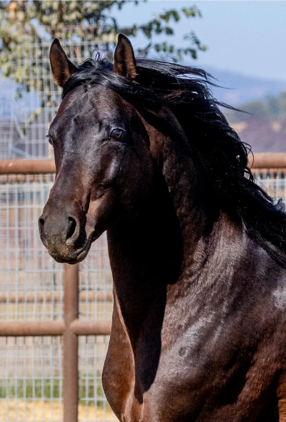 Lightning - Stallion Anglo Arab- 1/2 Arabian x 1/2 Thoroughbred ...