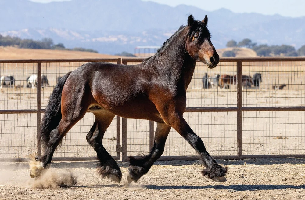 Michelangelo - Stallion 1/2 Friesian x 1/2 Cydesdale — Making Pegasus ...