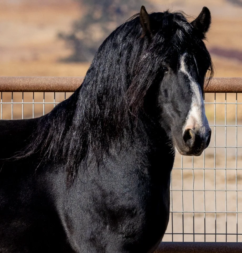 Stallion Station — Making Pegasus - Horse Breeding x Cross Breeding ...