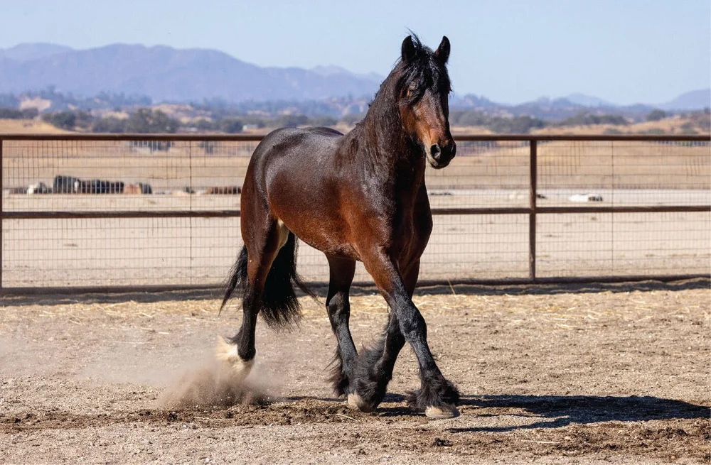 Michelangelo - Stallion 1/2 Friesian x 1/2 Cydesdale — Making Pegasus ...