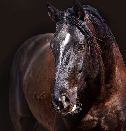 Stallion Station — Making Pegasus - Horse Breeding x Cross Breeding ...