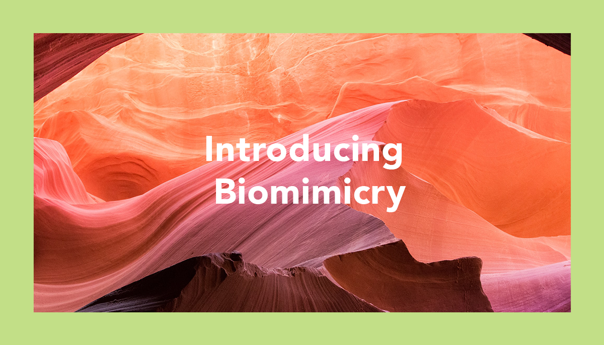 Resources — Biomimicry Youth Design Challenge