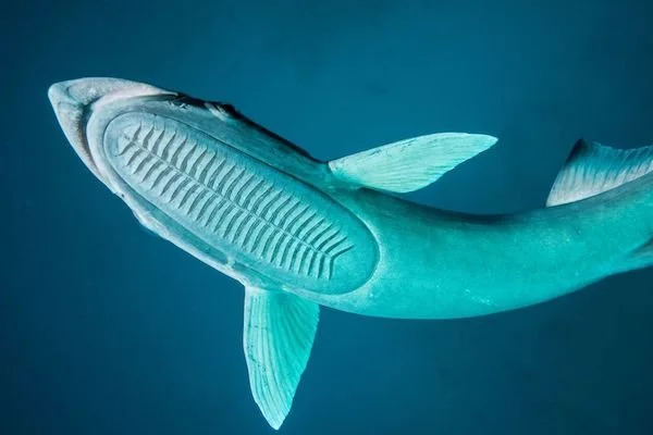 Biomimicry Youth Design Challenge