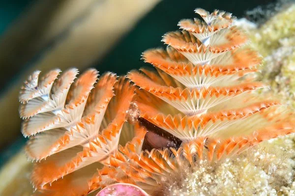 Past Challenges — Biomimicry Youth Design Challenge